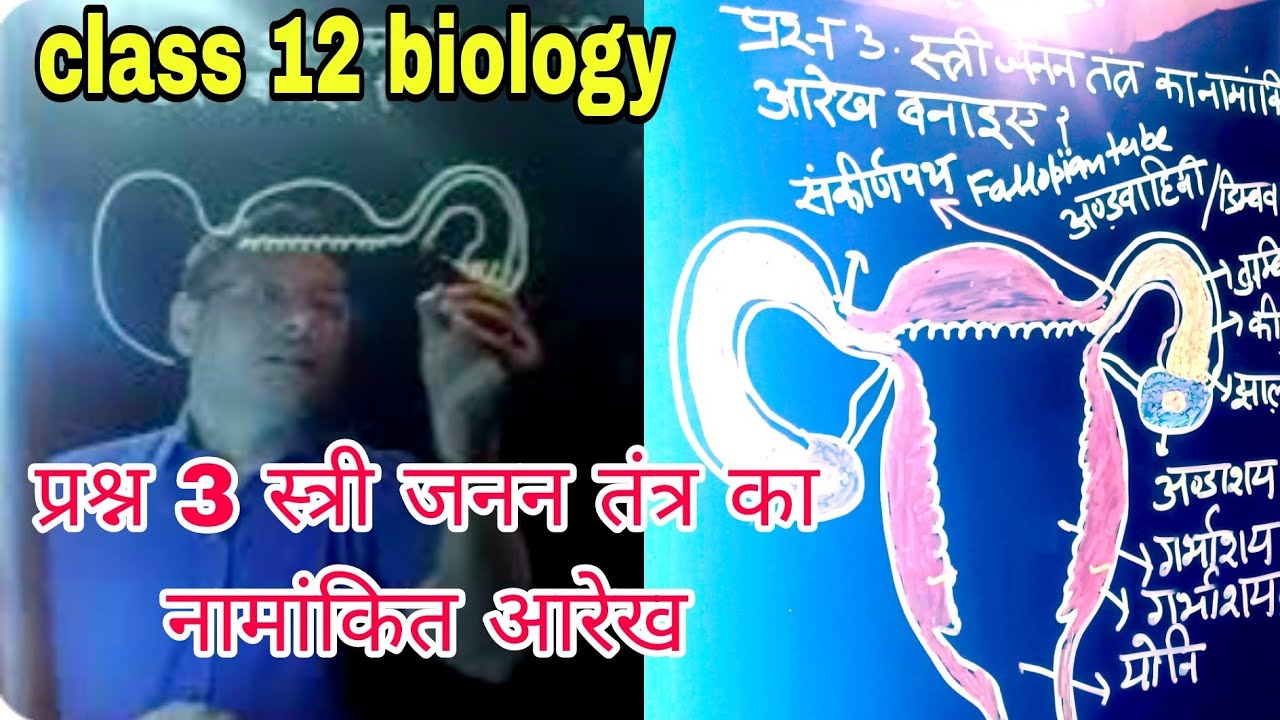 प्रश्न 3 स्त्री जनन तंत्र का नामांकित आरेख|stri janan tantra ka ...