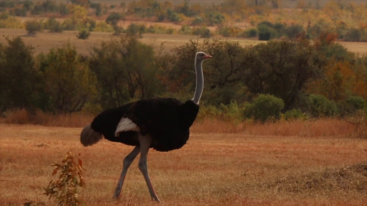 Ostrich Display - YouTube