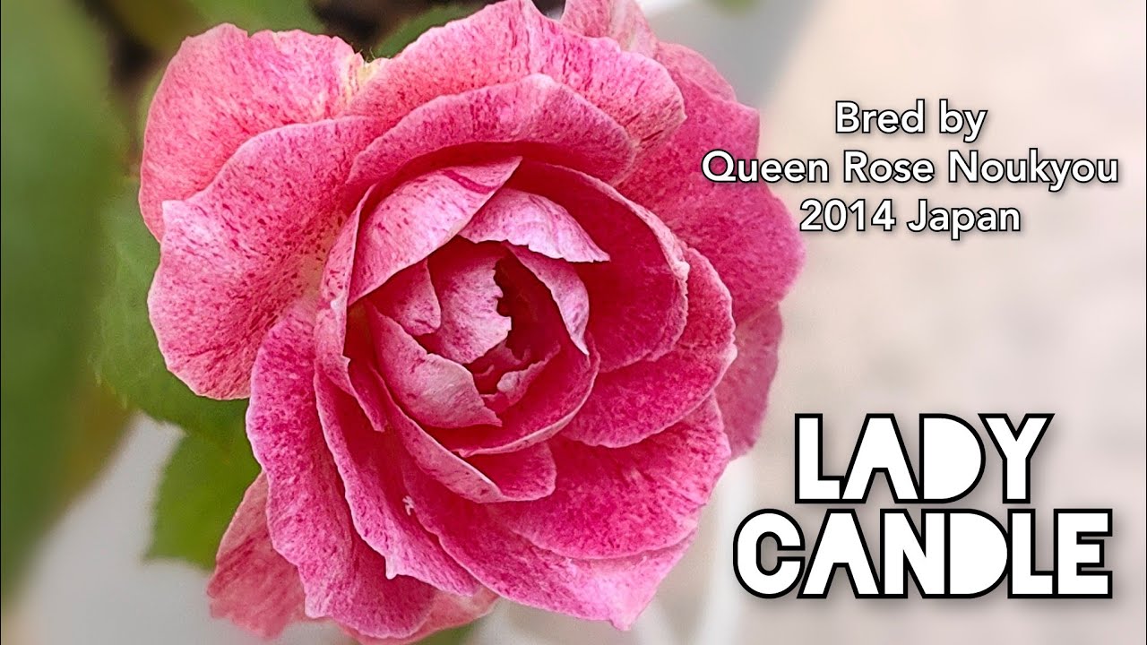LADY CANDLE ROSE plant by Queen Rose Okisato Nōkyō Wakayama 2014 Japan ...