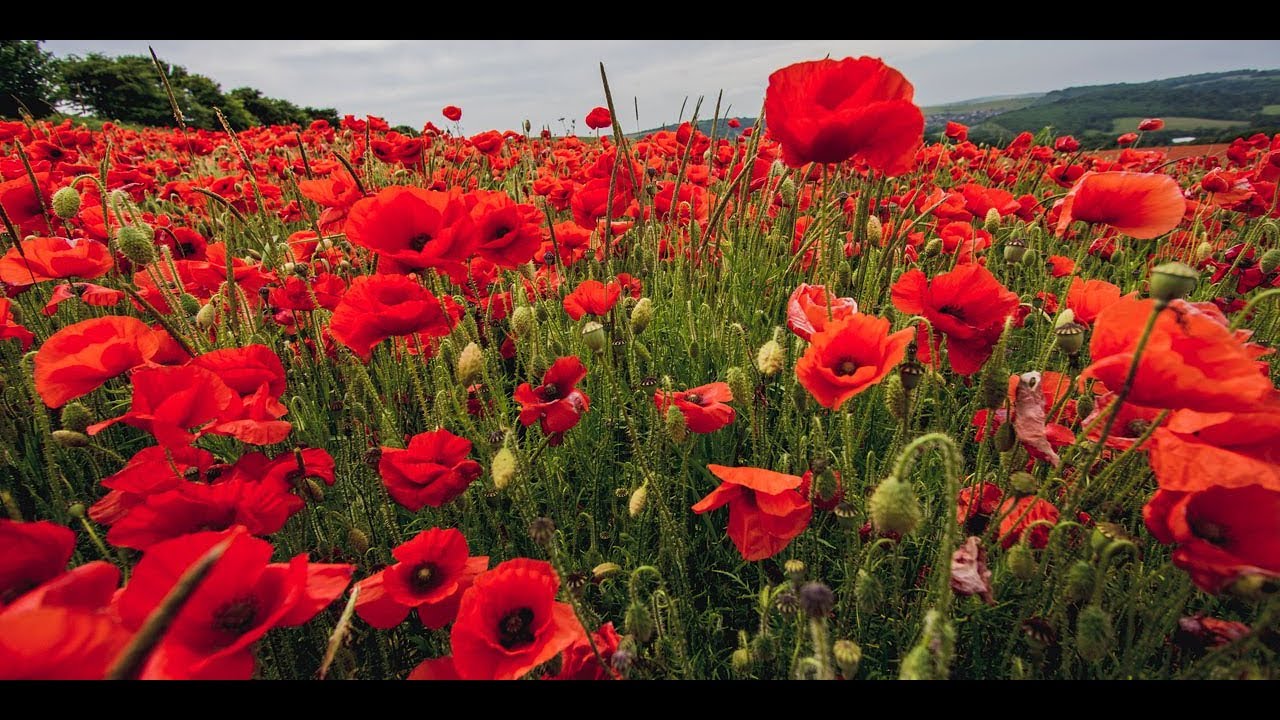 In Flanders Fields - YouTube