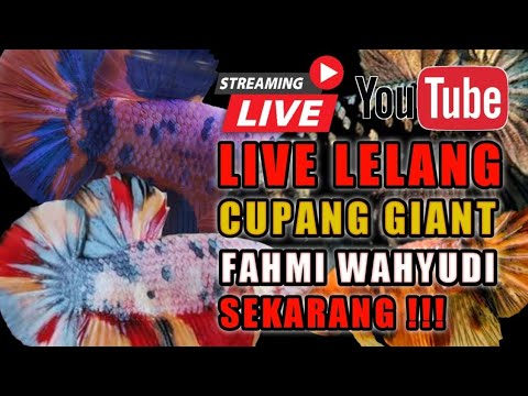 🔴[LIVE] LELANG / FLASH DEAL CUPANG GIANT