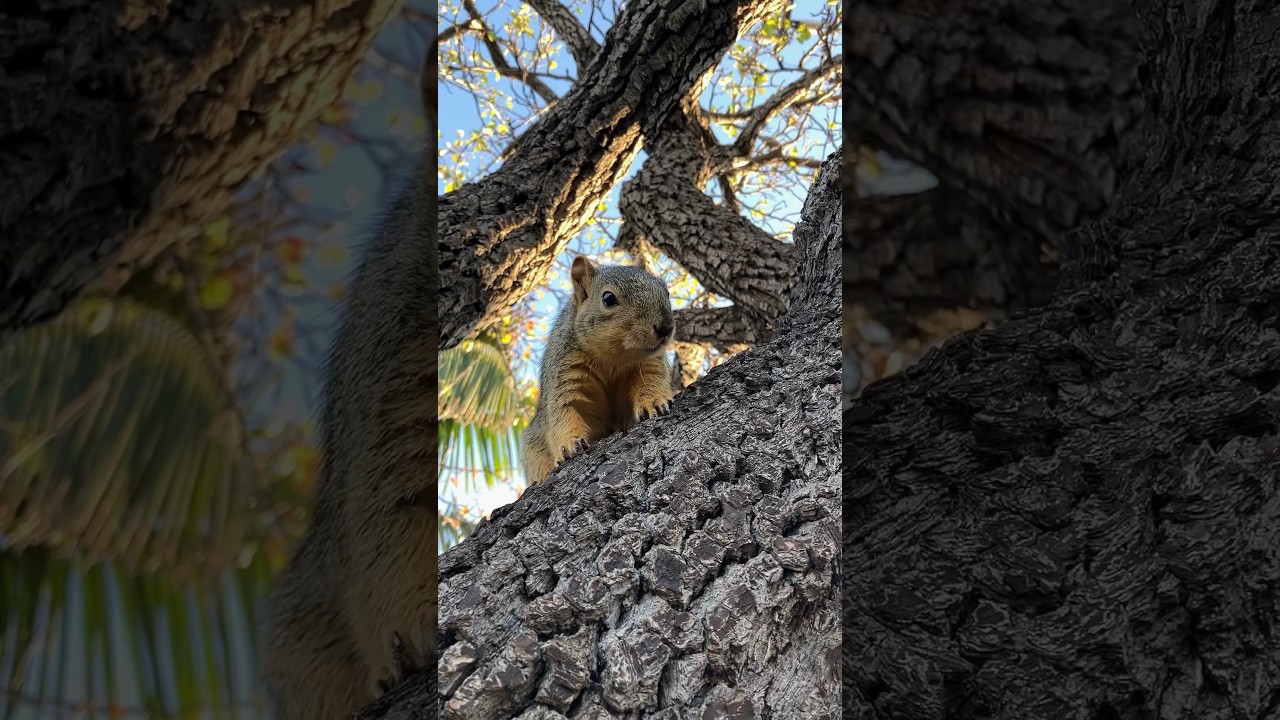 Regift that one w BB the Baby Squirrel #squirrel #animals #friends # ...