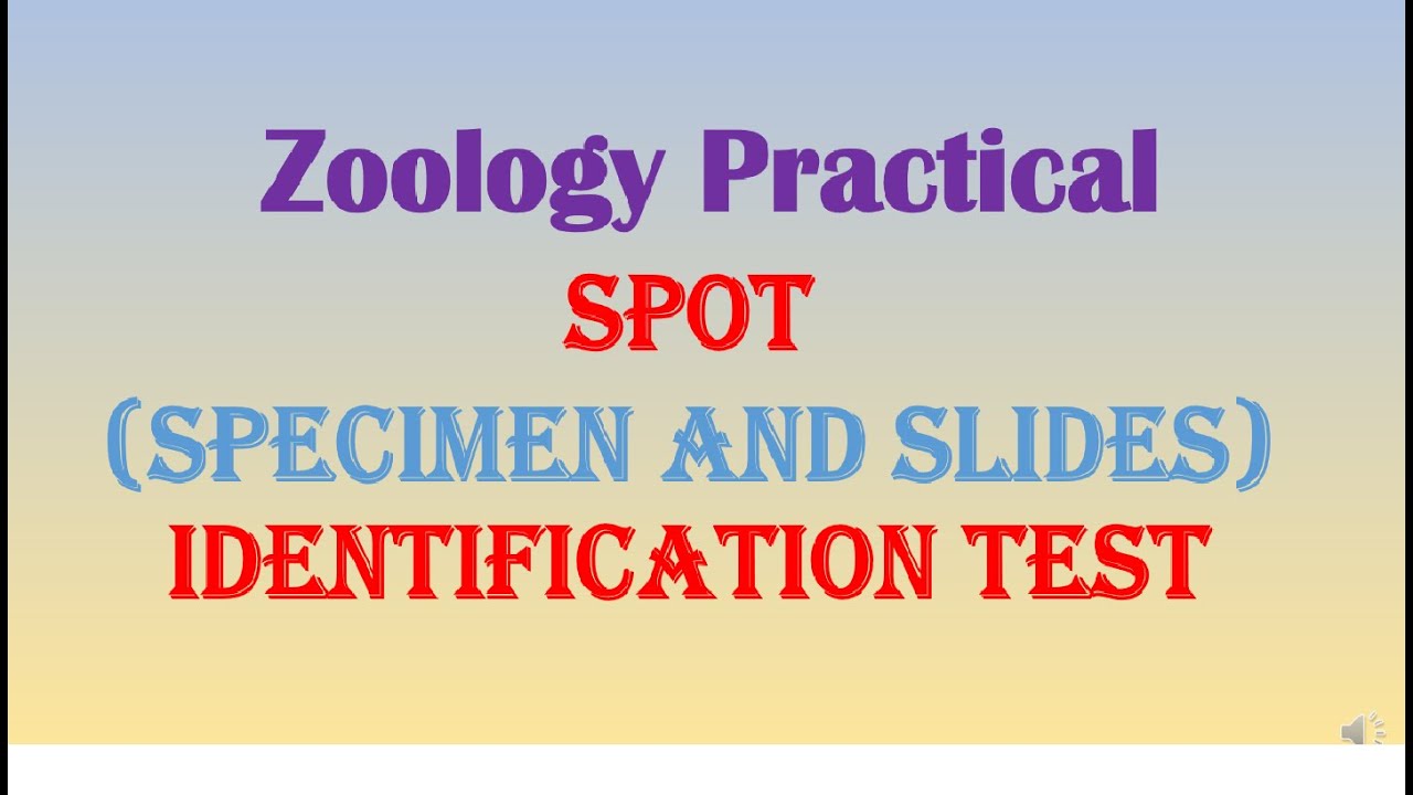 SPOT IDENTIFICATION TEST - YouTube