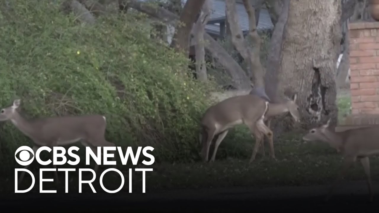 Disease impacting deer population rising in Michigan - YouTube