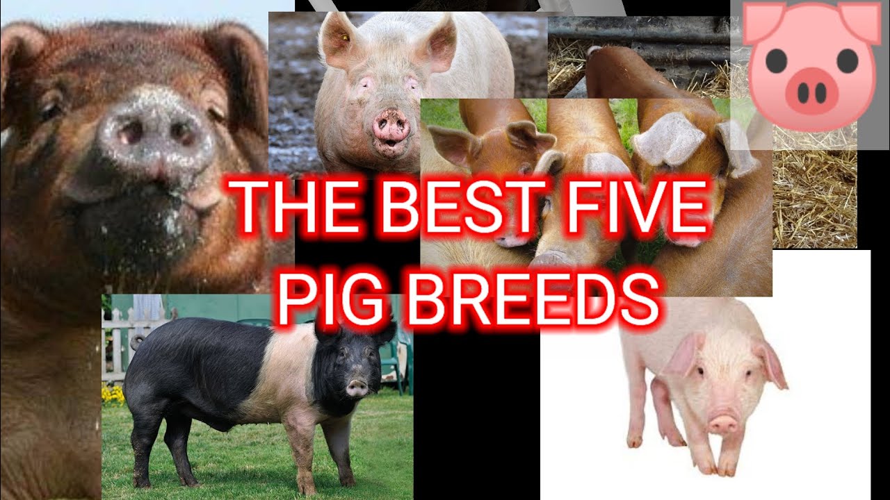 THE BEST FIVE PIG BREEDS #pigraising #pigbreeding #pigfeed #pig #viral - YouTube
