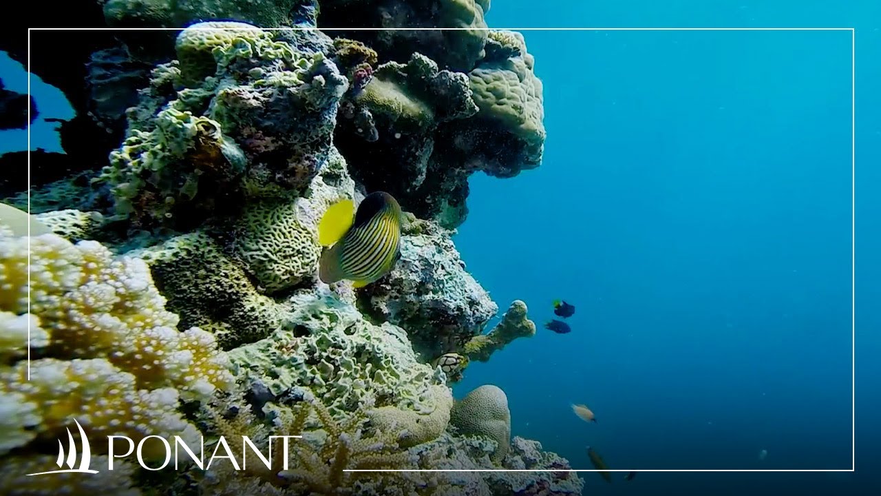 The top 5 most beautiful dives | PONANT - YouTube