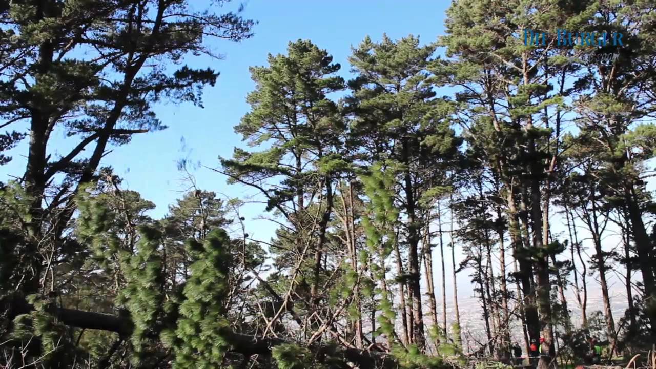 Tygerberg-natuurreservaat se dennebome afgesaag.mp4 - YouTube