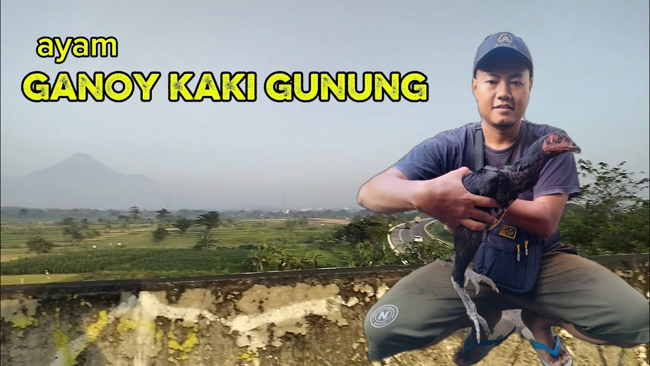 BERBURU BETINA GANOY KAKI GUNUNG DAN TELUR NYA KITA BUNGKUS - YouTube
