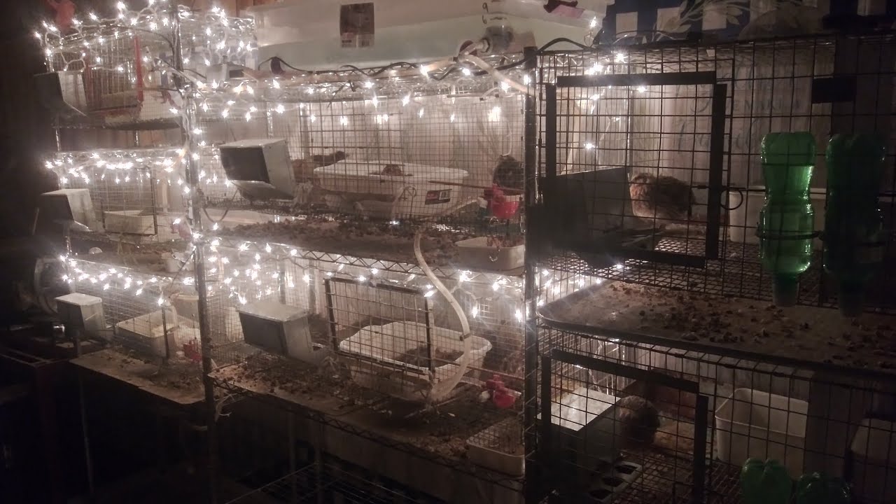 Quail! Winter Lighting System is in Place! - YouTube