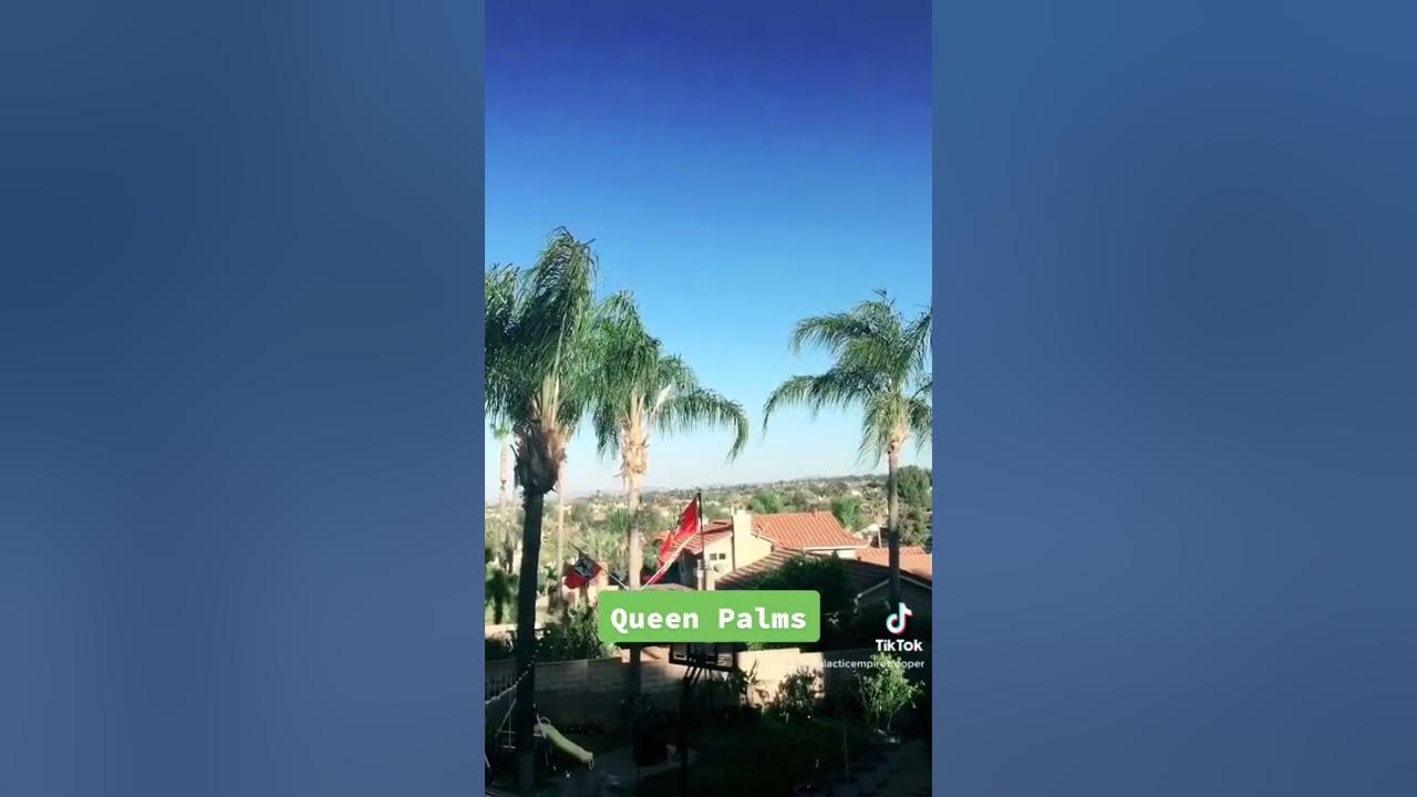 Just My Queen Palms YouTube just-my-queen-palms-youtube