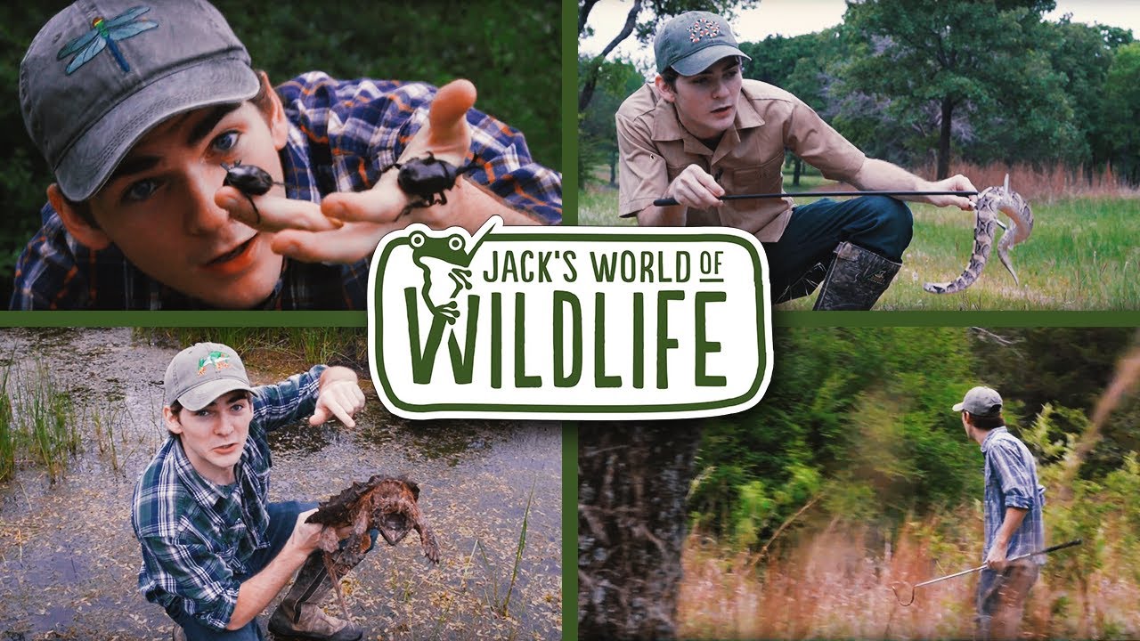 Jack's World Of Wildlife - YouTube