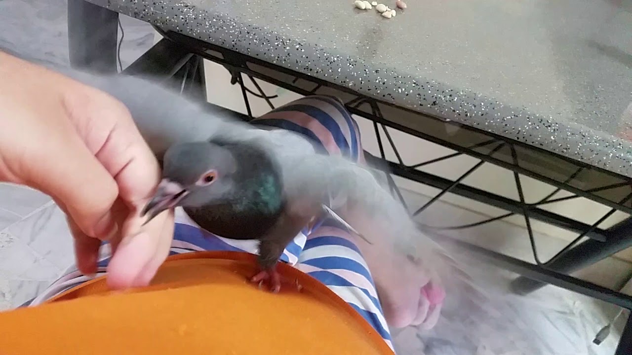 Pigeons Attacking People