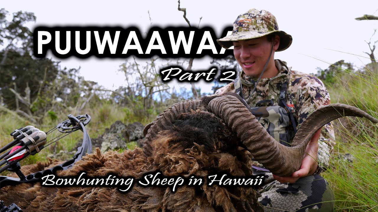 Puuwaawaa : Bowhunting Hawaii Wild Sheep Part 2 - YouTube