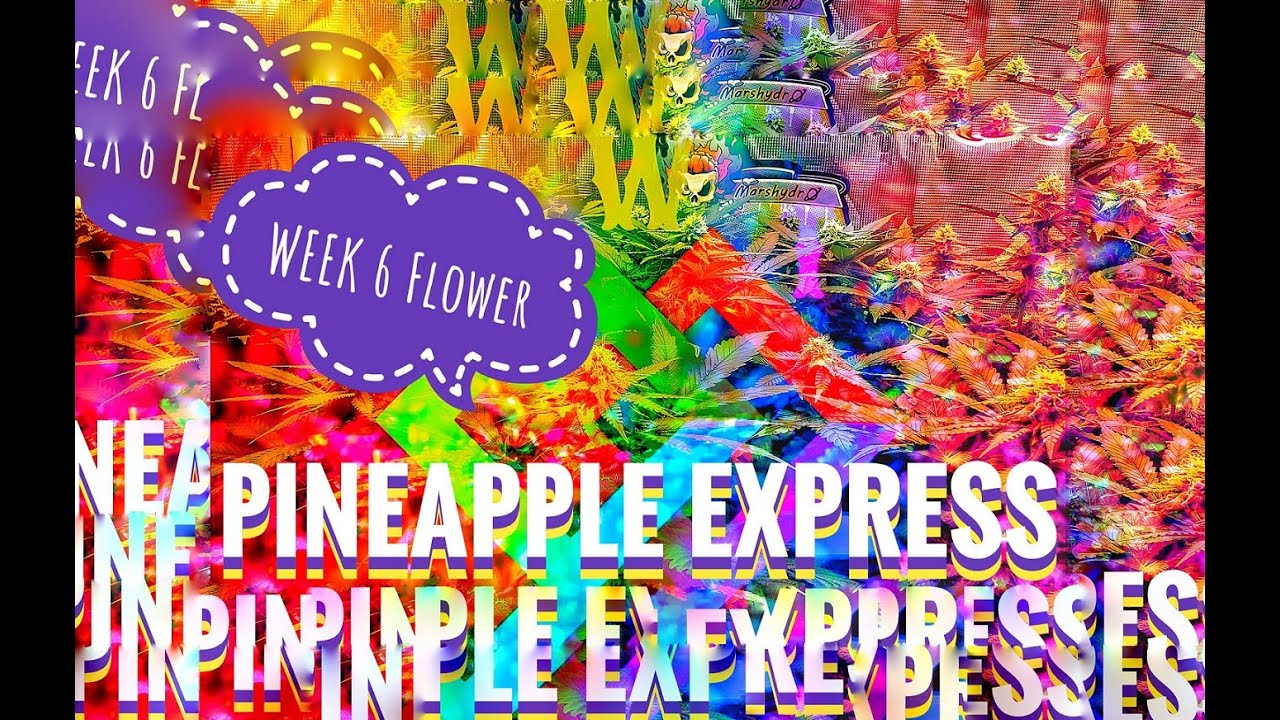 Pineapple Express Week 6 Flower Growing Cannabis with LEDs for ...