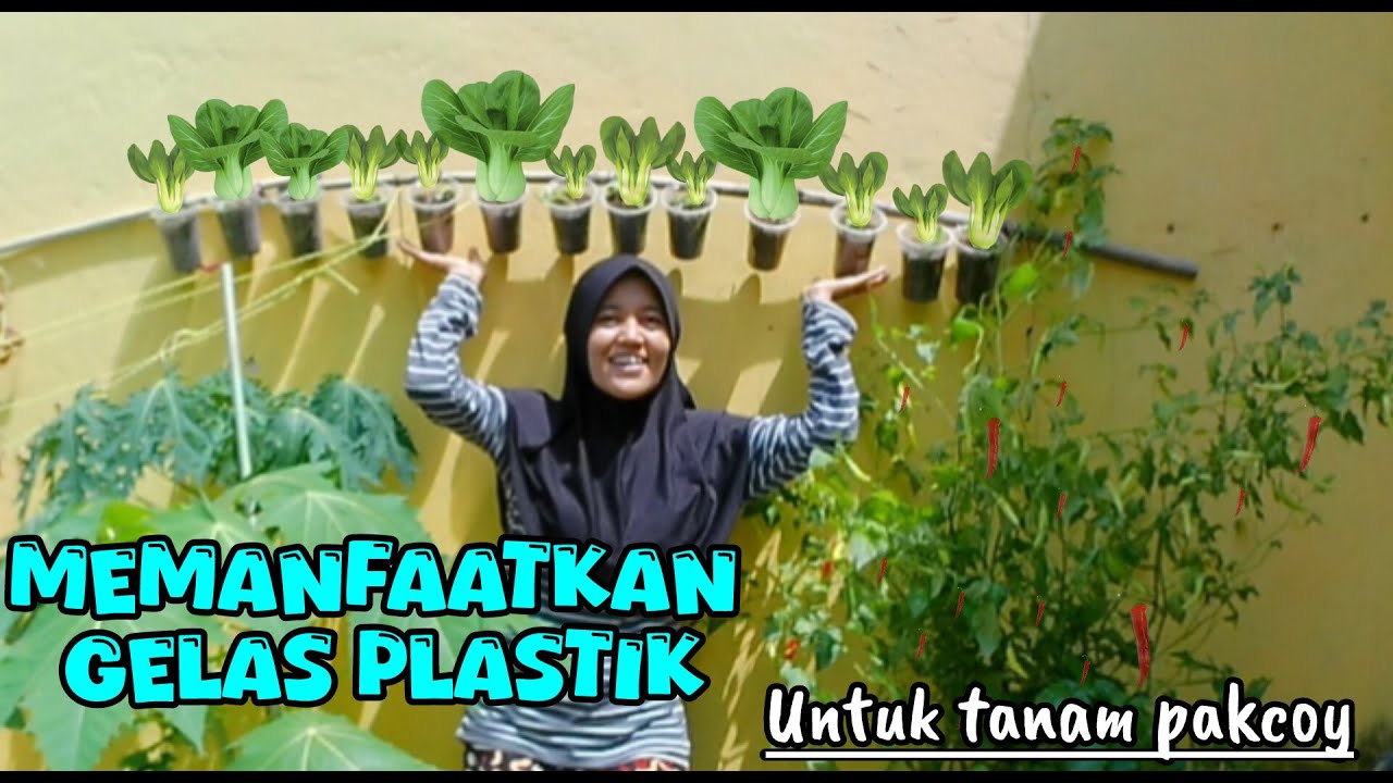 Gelas Plastik Jadi Kebun : Tanam Pakcoy di Rumah - YouTube