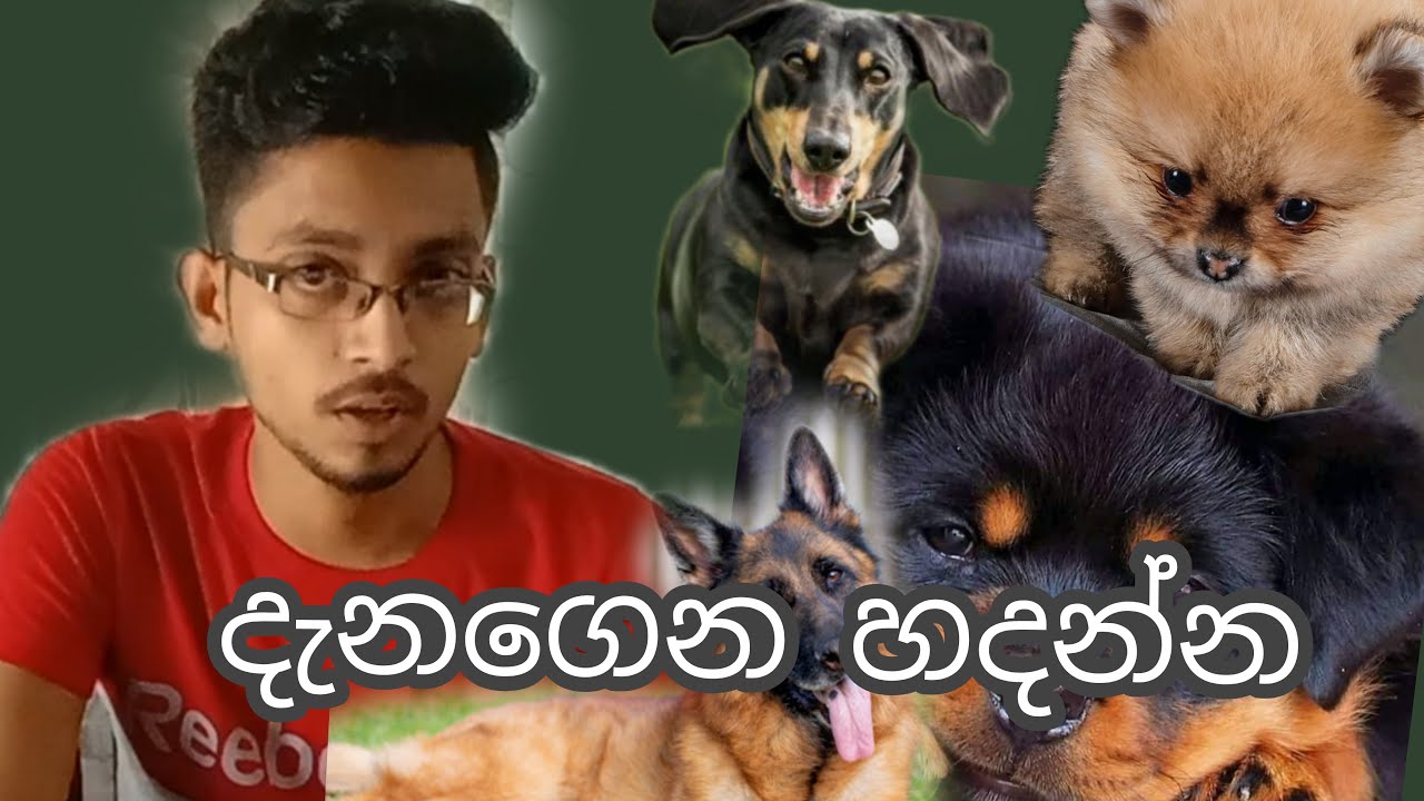 Dog Names Male Sinhala at Marsha Shain blog