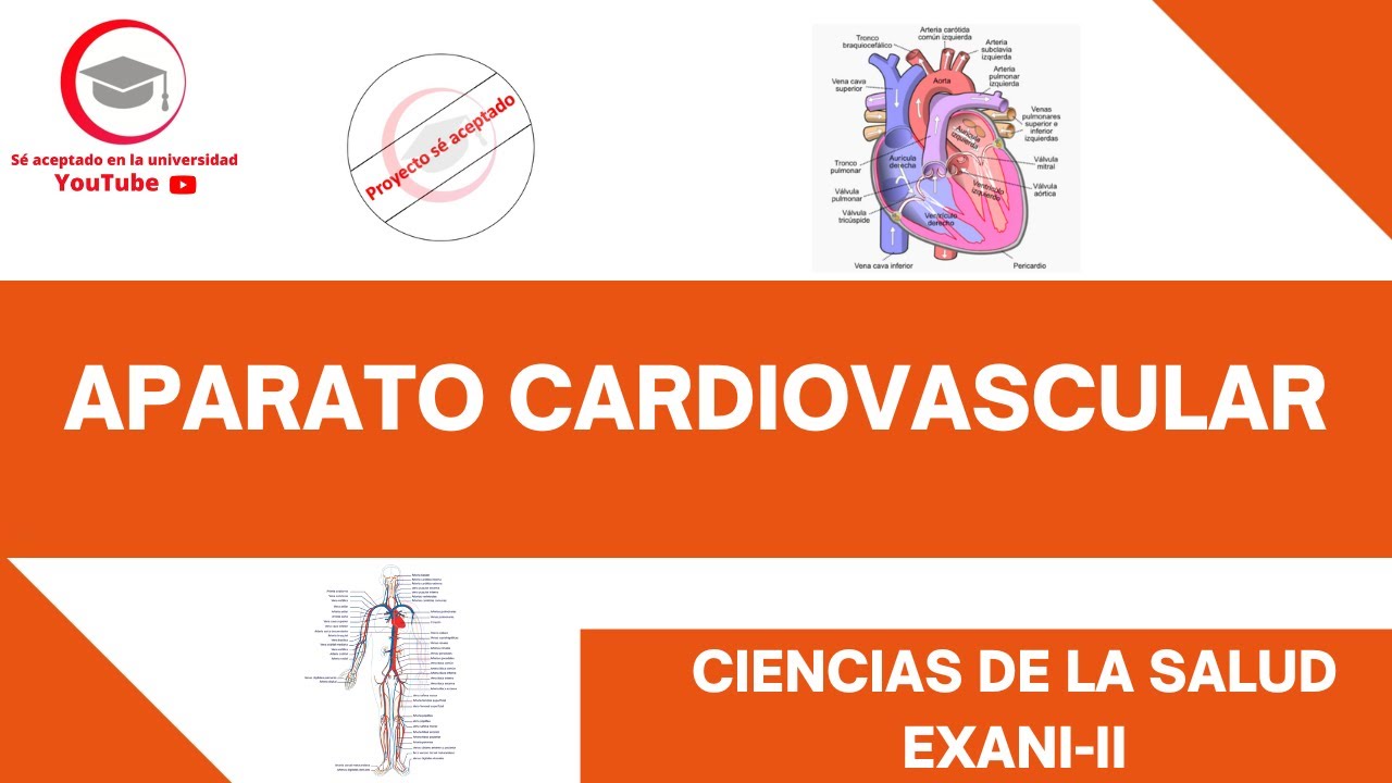 APARATO CARDIOVASCULAR (ESTRUCTURA Y FUNCIONES BÁSICAS) | CIENCIAS DE ...