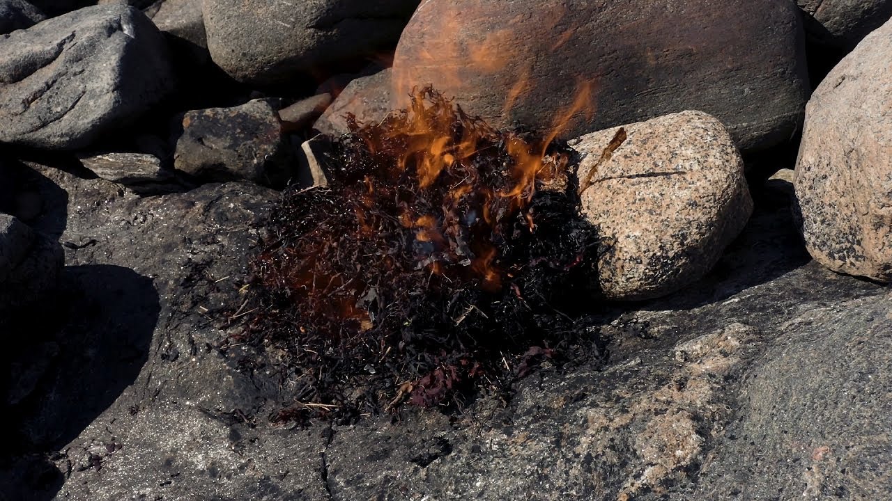 Burning dry seaweeds making crackling and popping sounds - YouTube