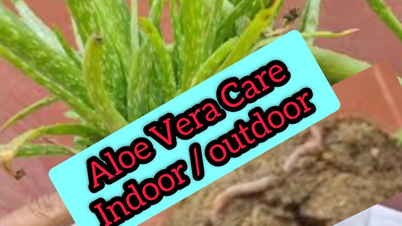 Aloe vera soil mix/water/ Aloe vera care tips & tricks in summer/ Aloe ...