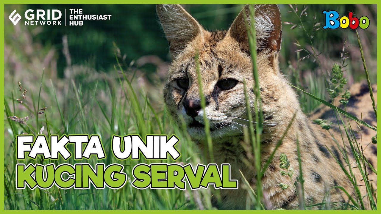Fakta Unik Kucing Serval 🐈 Kucing Liar Afrika yang Tidak Takut Air ...