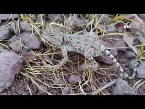 Nesli tükenen Topbaş Keler ve Engerek aynı yerde görüntülendi. Burası Tunceli...