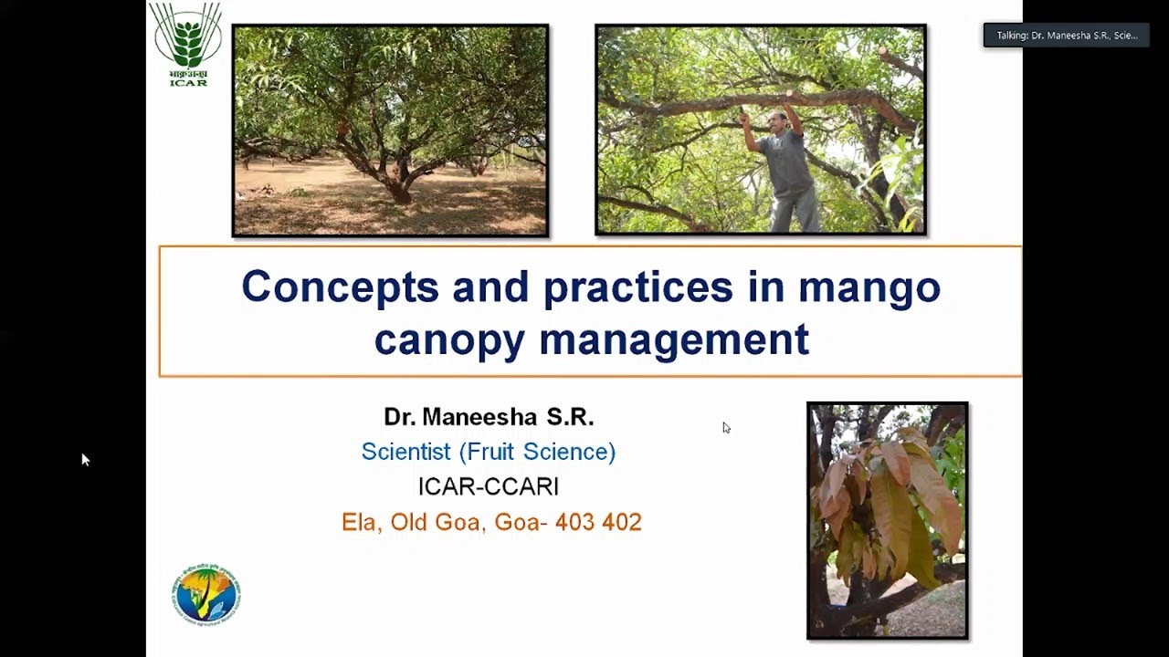 Concepts and practices in mango canopy management by Dr Maneesha S R - YouTube