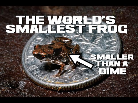 This is the World's Smallest Frog (It's the Size of a Fly) - Animal a Day