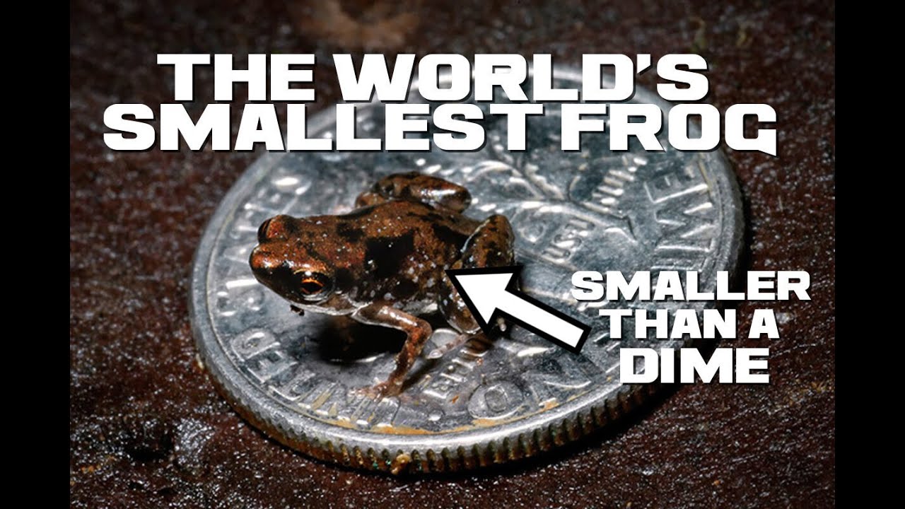 This is the World's Smallest Frog (It's the Size of a Fly) - Animal a ...