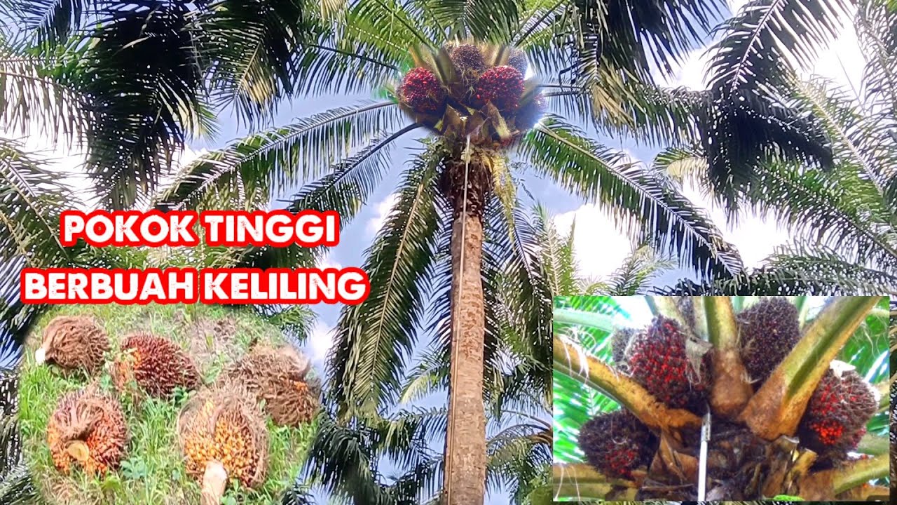 PANEN SAWIT POKOK TINGGI PENCAKAR LANGIT BUAH KELING 5 TURUN BABON² ...