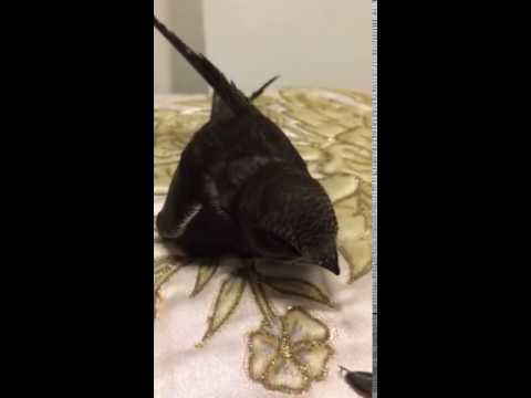 How to feed common swift baby bird - YouTube