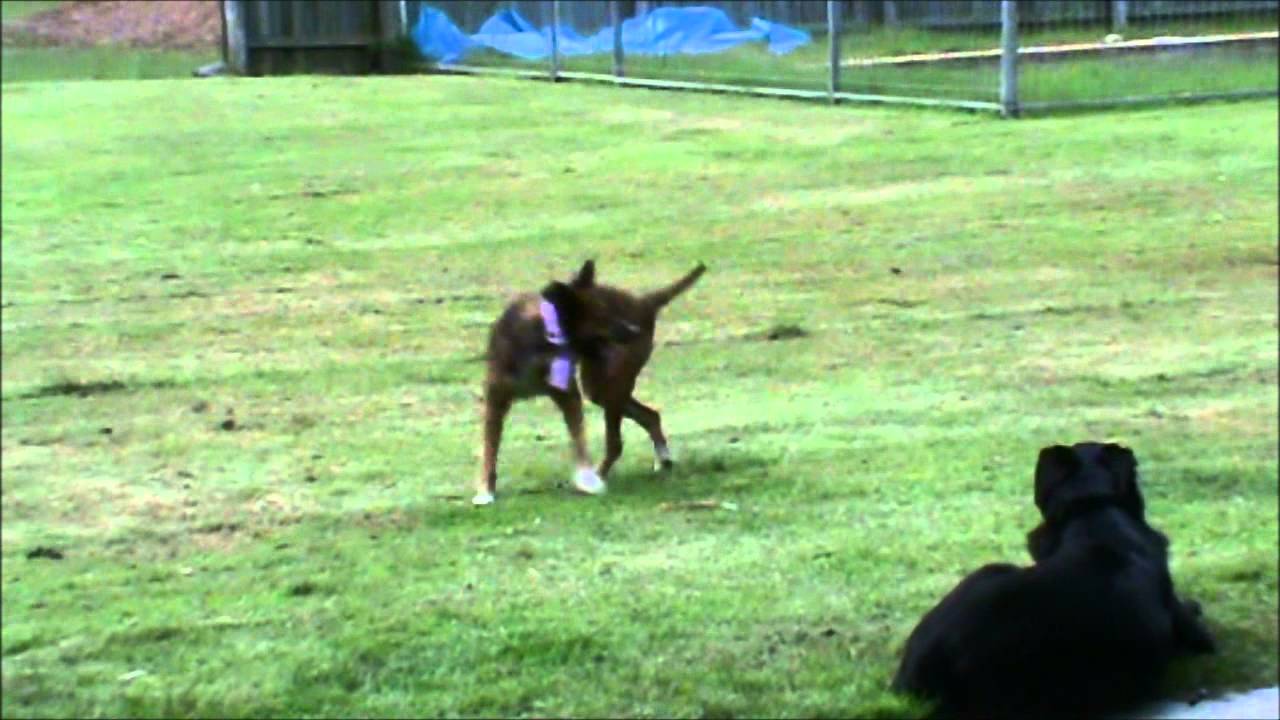 Burn out dog - YouTube