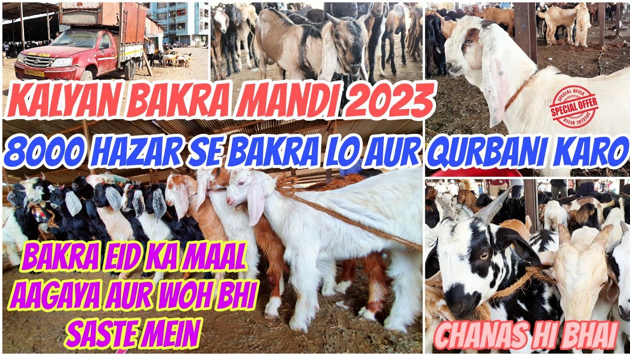 Kalyan Bakra Mandi 2023 | Thursday Live Market Update | 8000 Hazar SE ...