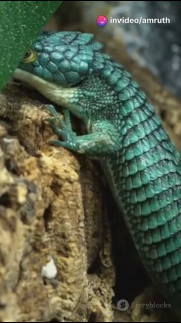How lizards regrow their tails! #lizard #tail #regrowth #shorts - YouTube