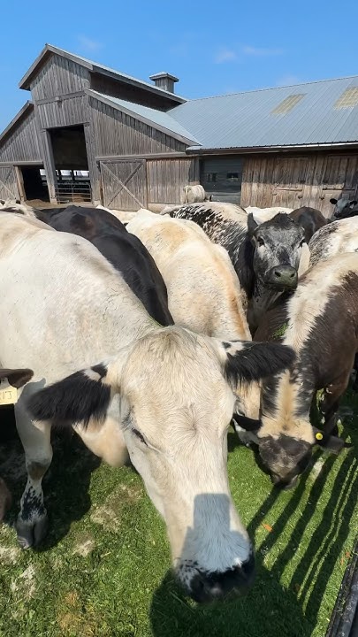 The cow says "moo" - YouTube