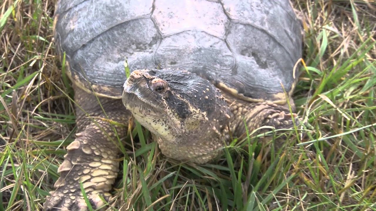 Snapping Turtle (Chelydra serpentina) - YouTube