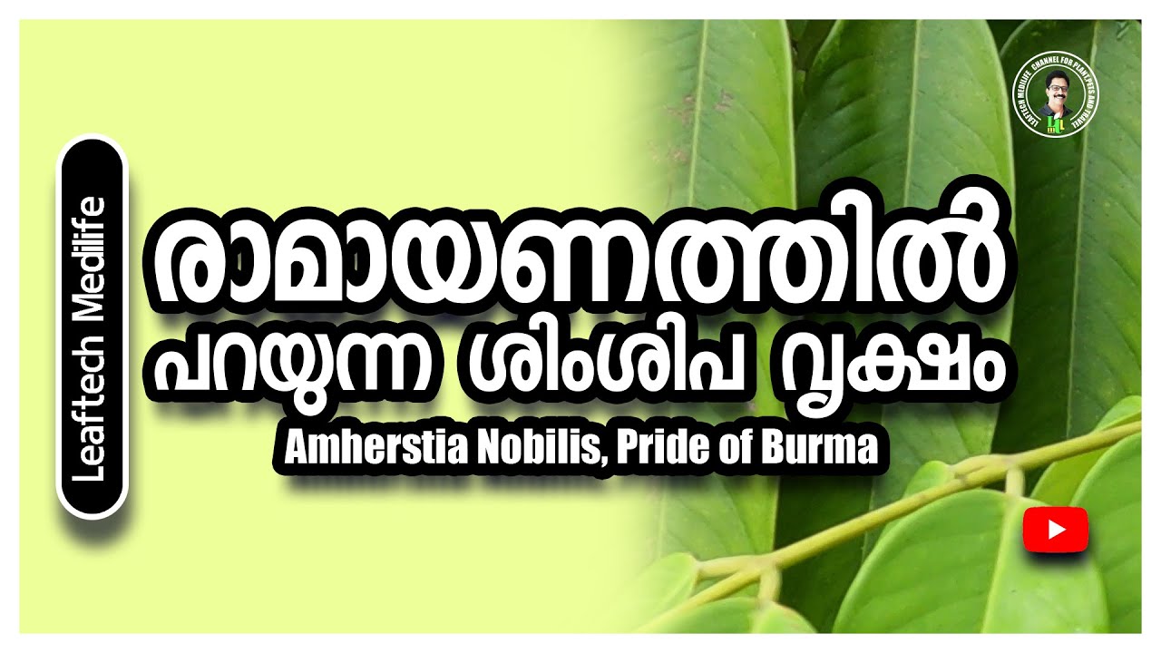 രാമായണത്തിൽ പറയുന്ന ശിംശിപ വൃക്ഷം ഇതാണ് . Pride of Burma Amherstia ...