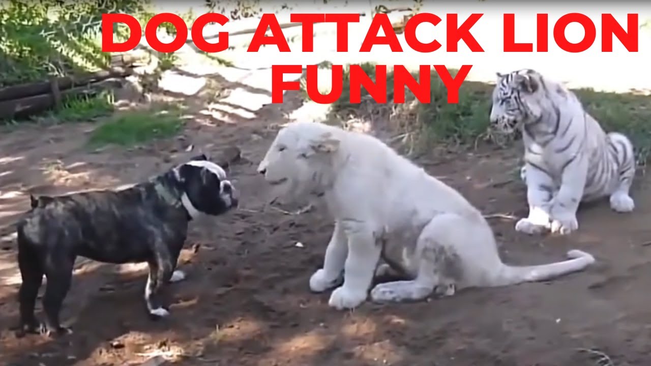Animals Funny Fighting | Pitbull Dog Versus Lion - YouTube