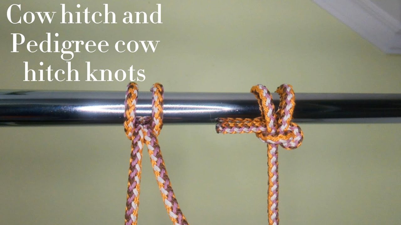 Cow and Pedigree cow hitch knots #hobby #Lifestyle - YouTube