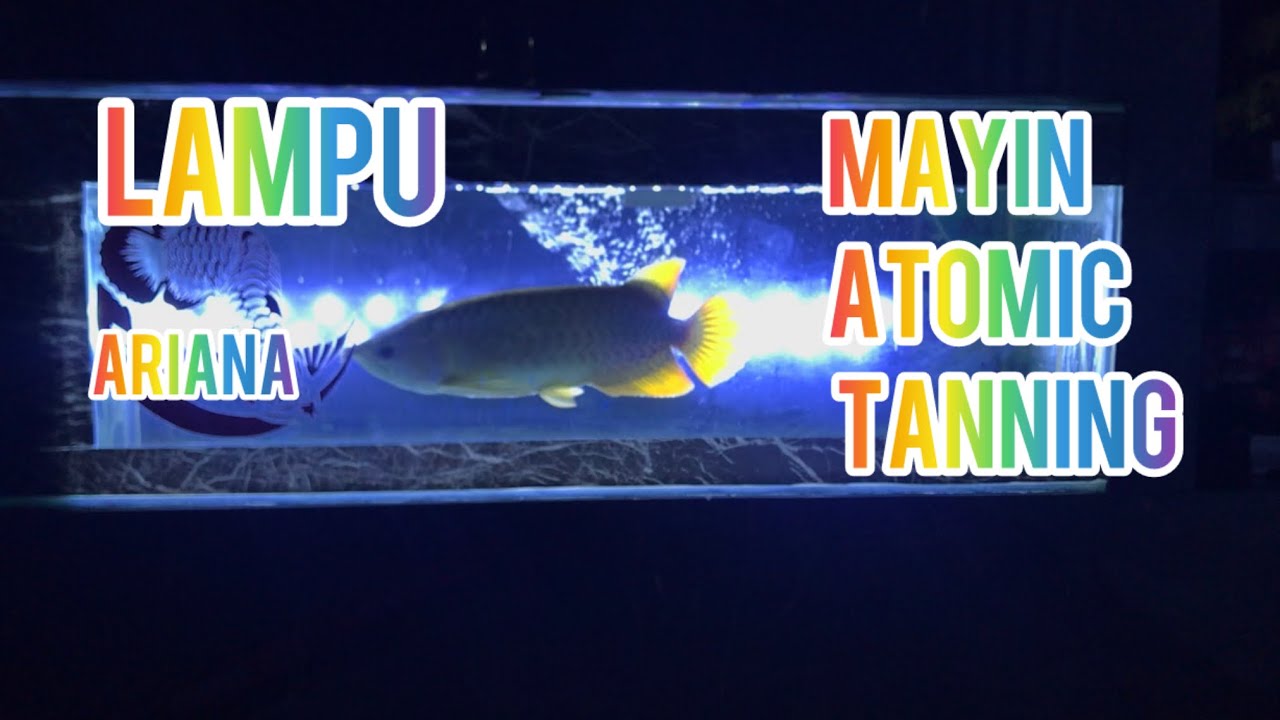mayin atomic tanning lampu arwana#viralvideo #ikanarwana - YouTube