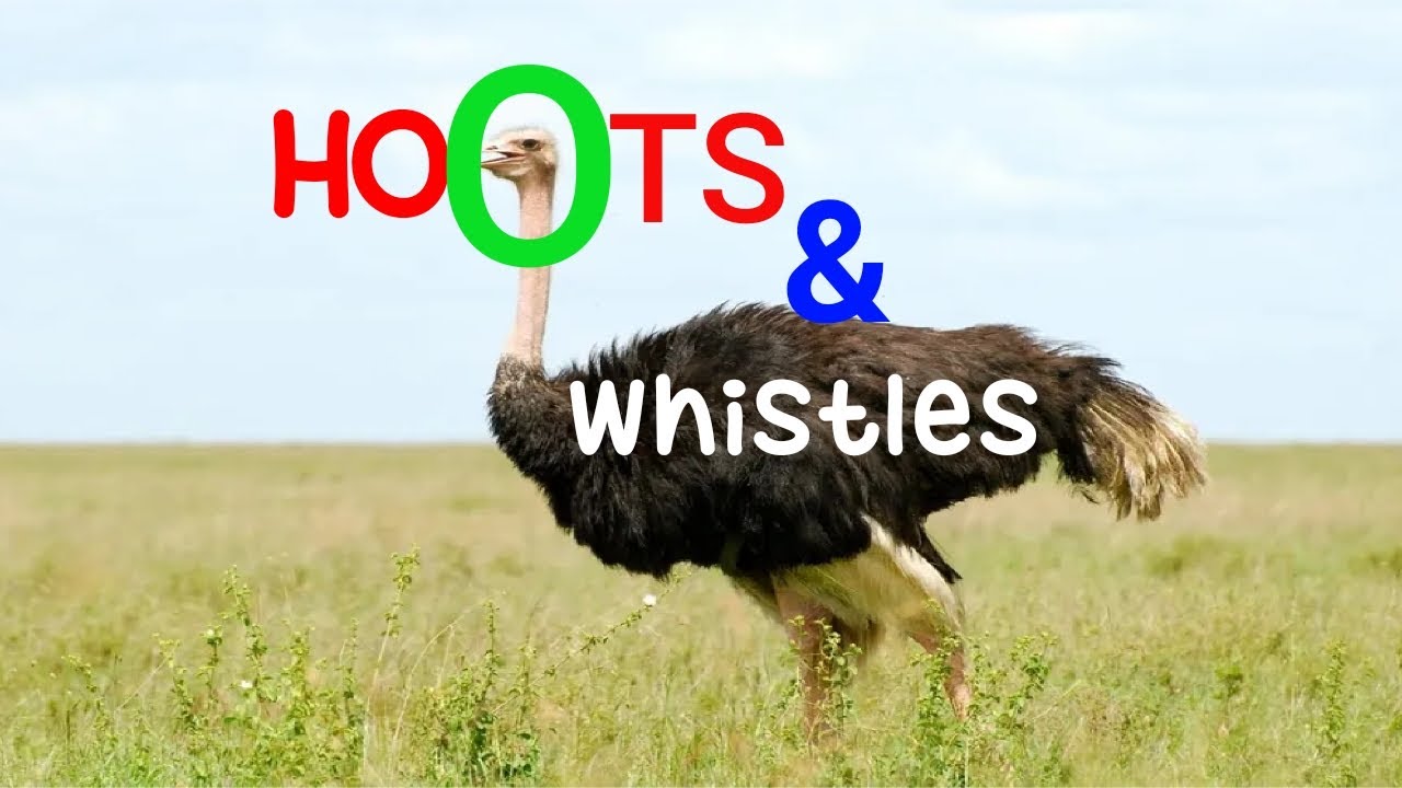 Ostrich Sounds & Noises | Wild Ostrich Roaring Sounds | Ostrich ...