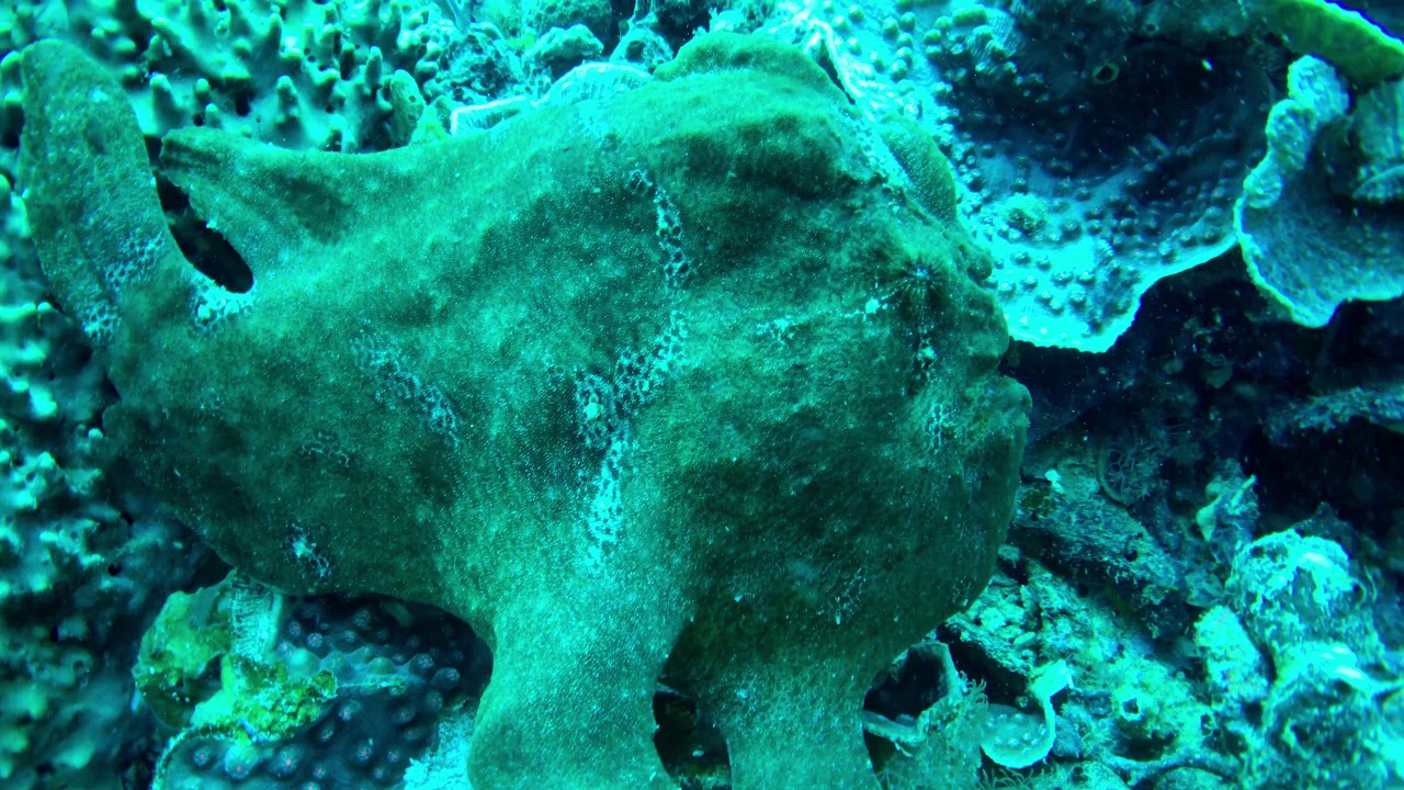 GREEN FROGFISH DAUIN DUMAGUETE SCUBA DIVING - YouTube
