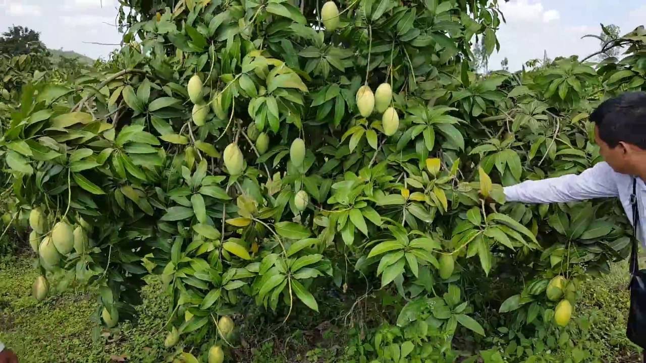 Mangoes tree, Mangoes fruit, mangoes farm, Mangoes farm in Kompong ...