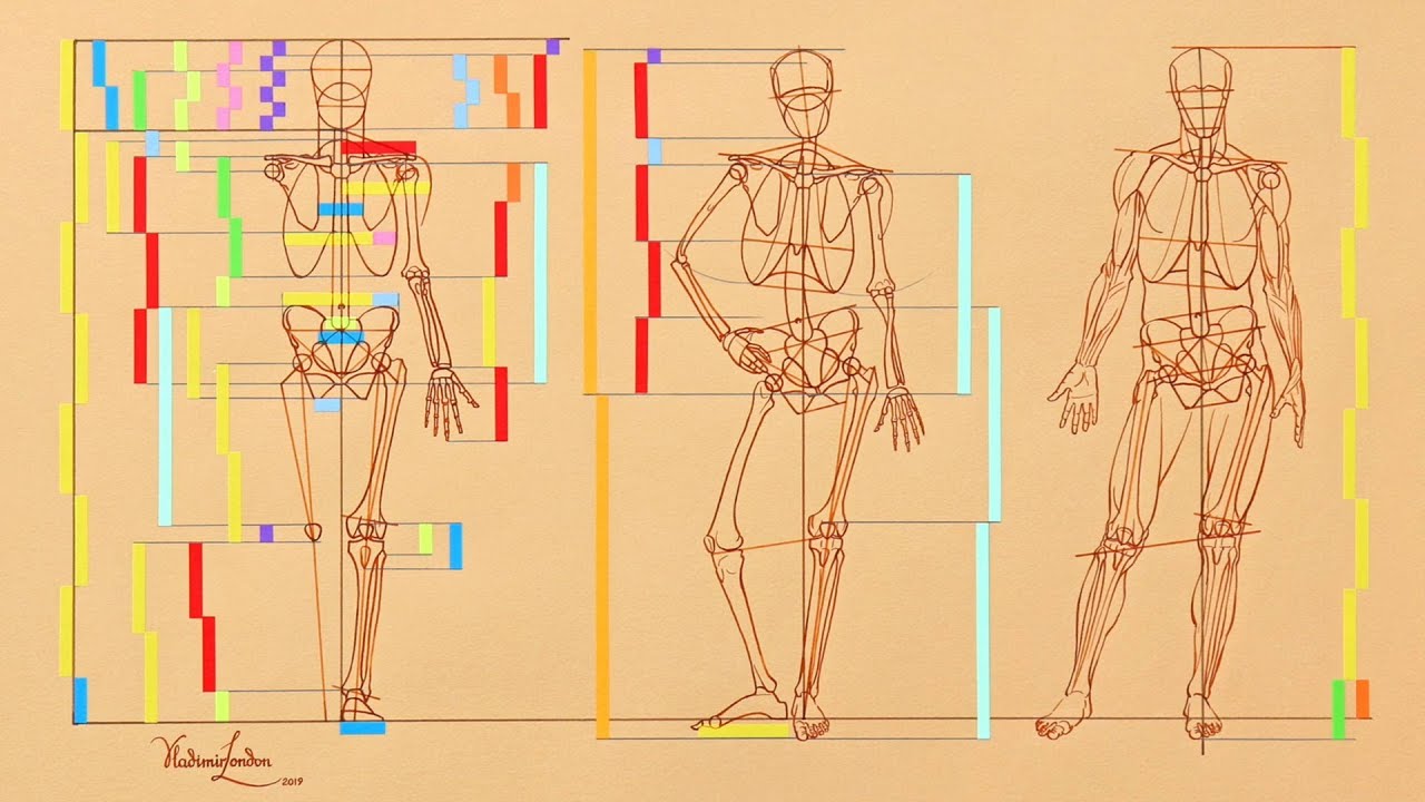 Body Proportions for Artists - YouTube