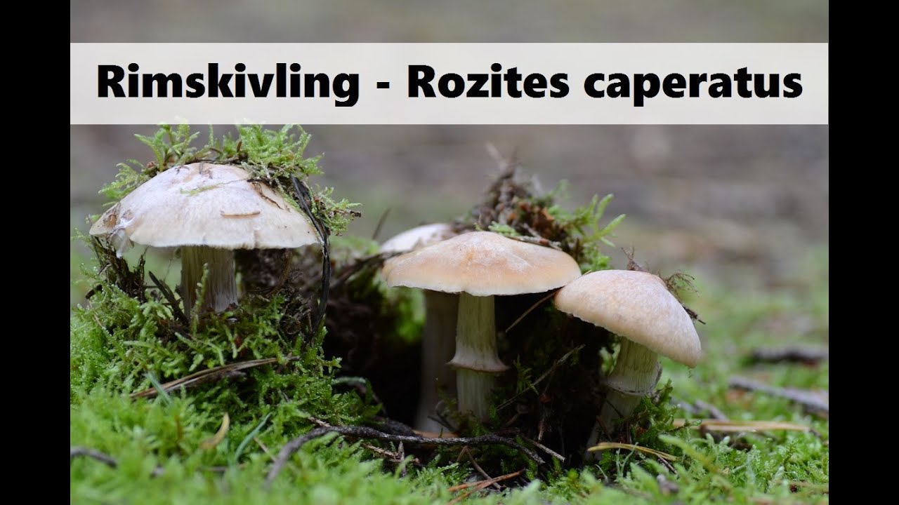 พาเก็บ Rimskivling - Rozites caperatus - YouTube