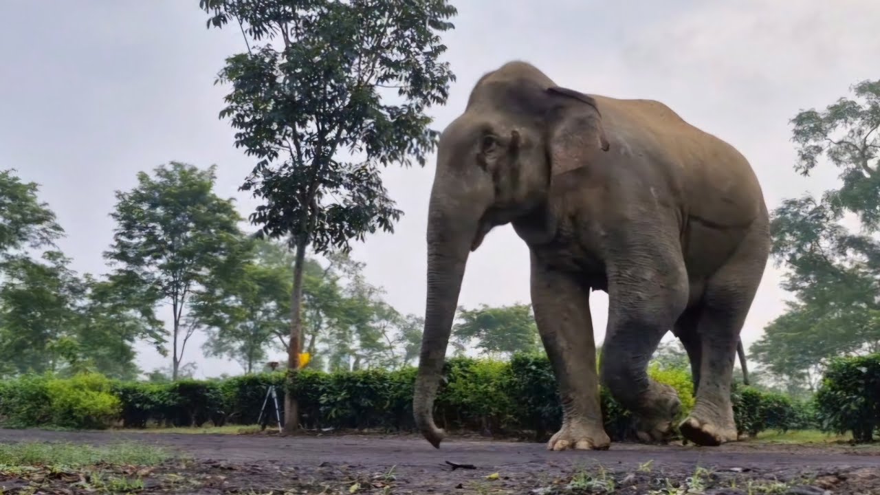 Powerful Elephant Destroys Camera in Rare Live Footage! - YouTube