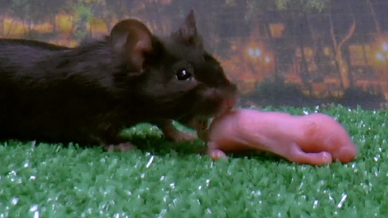 Baby mouse squeaks and rejoices at the new home. Mouse Sounds - YouTube