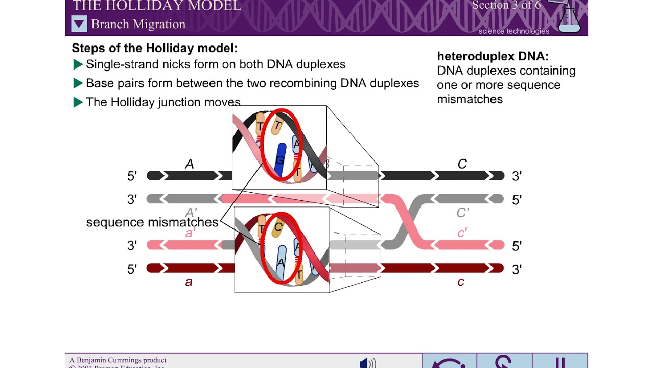 HOLIDAY MODEL - YouTube