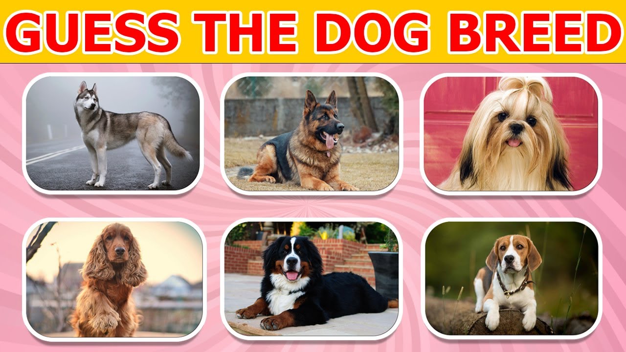 Dog Lovers Challenge Identify the Breed in 5 Seconds | Guess the Dog ...