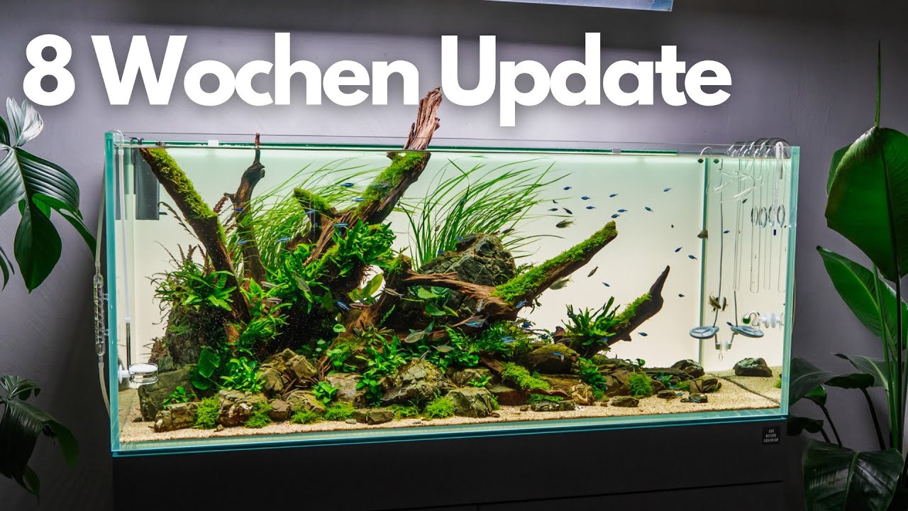 Update vom 120P ADA NATURE AQUARIUM nach 8 Wochen! 😮🌿 - YouTube
