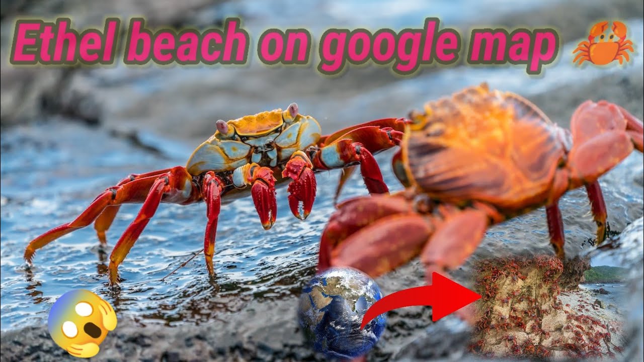 Ethel beach on Google map 😱#googleearth #crab - YouTube